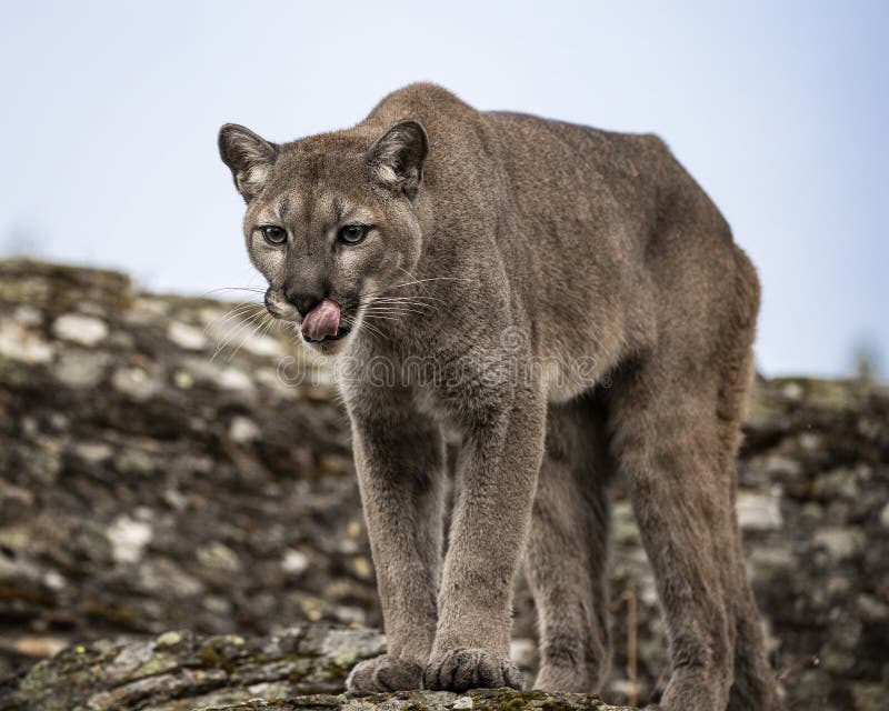 Mountain Lion Adult in Fall Colors in Montana USA Stock Image - Image ...