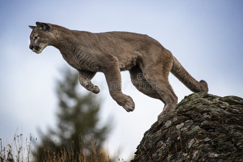 Mountain Lion Adult in Fall Colors in Montana USA Stock Image - Image ...