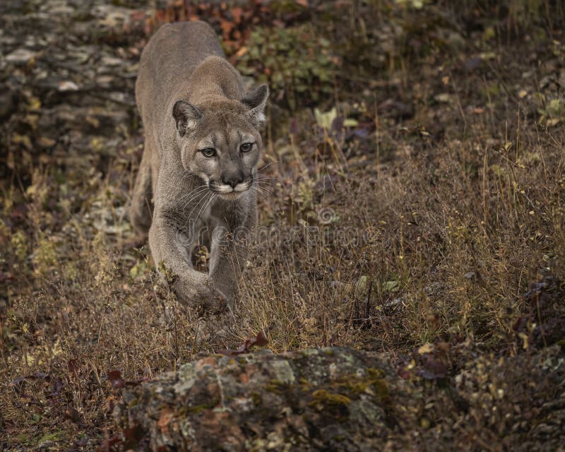 Mountain Lion Adult in Fall Colors in Montana USA Stock Image - Image ...