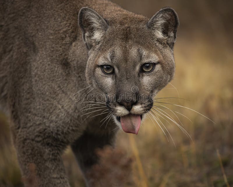 Mountain Lion Adult in Fall Colors in Montana USA Stock Photo - Image ...