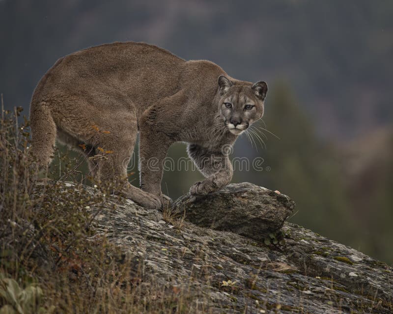 Mountain Lion Adult in Fall Colors in Montana USA Stock Image - Image ...