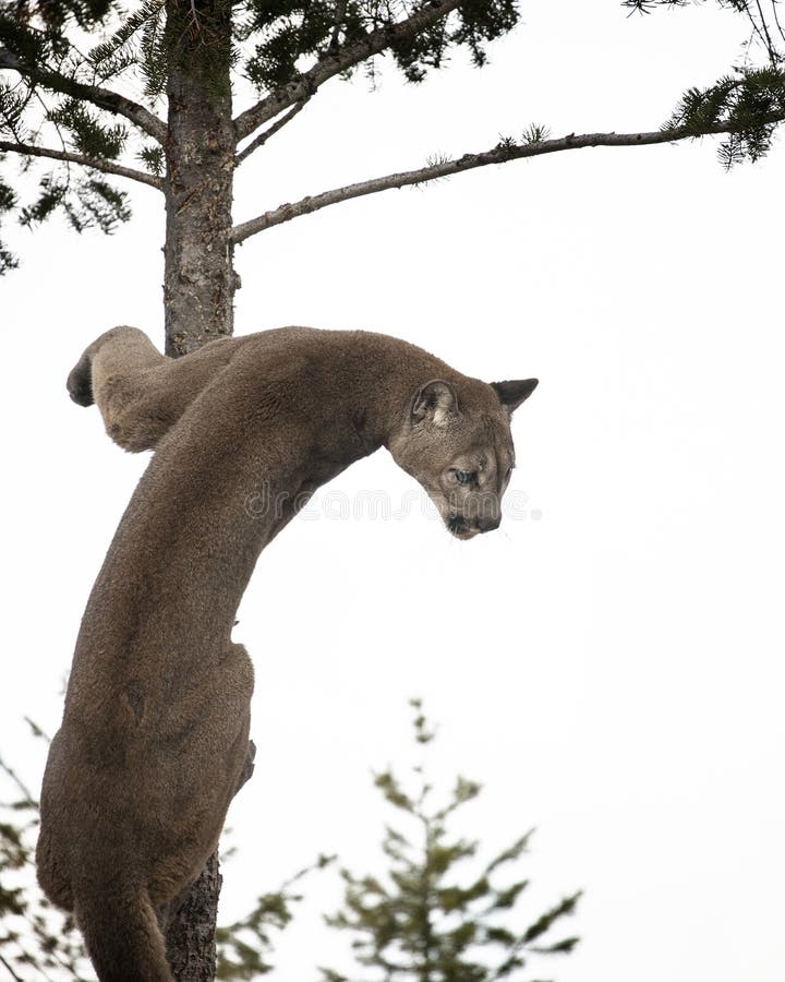 Mountain Lion Adult in Fall Colors in Montana USA Stock Photo - Image ...