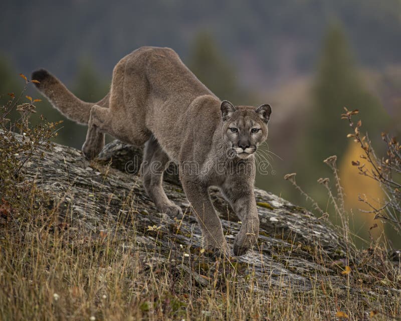 Mountain Lion Adult In Fall Colors In Montana USA Stock Image - Image ...