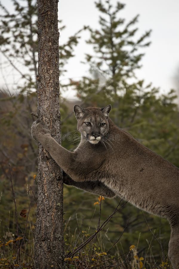 Mountain Lion Adult in Fall Colors in Montana USA Stock Photo - Image ...