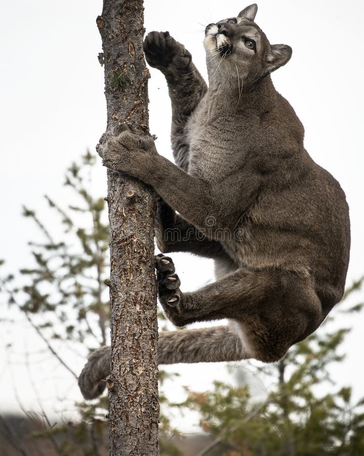 Mountain Lion Adult In Fall Colors In Montana USA Stock Image - Image ...