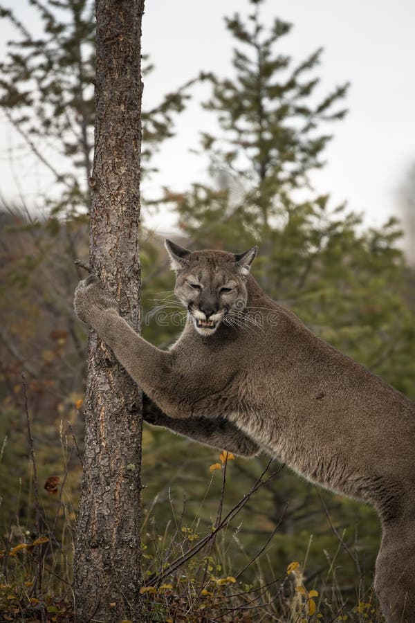 Mountain Lion Adult in Fall Colors in Montana USA Stock Image - Image ...