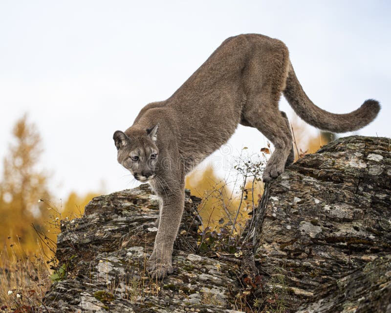 Mountain Lion Adult In Fall Colors In Montana USA Stock Image - Image ...