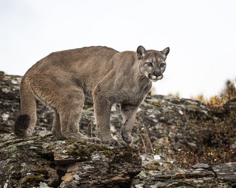 Mountain Lion Adult In Fall Colors In Montana USA Stock Image - Image ...