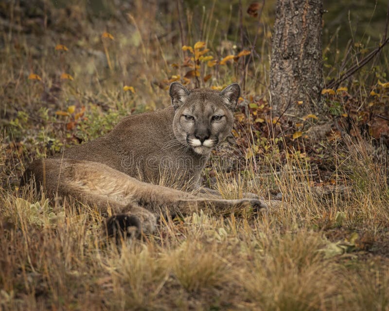 Mountain Lion Adult in Fall Colors in Montana USA Stock Photo - Image ...