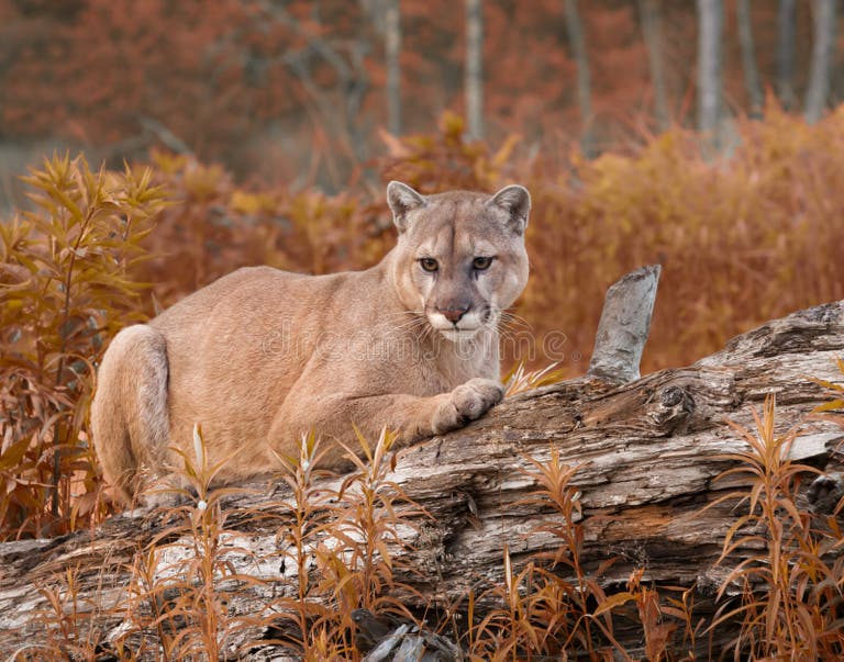 Mountain Lion in Fall Foliage Stock Photo - Image of predator, stare ...