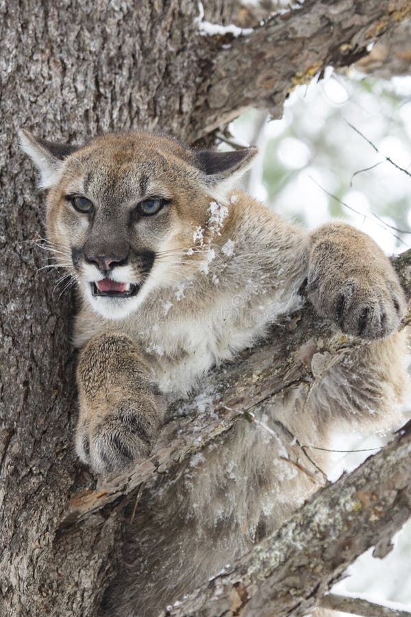 Mountain Lion Glaring from a Pine Tree Stock Photo - Image of pine ...
