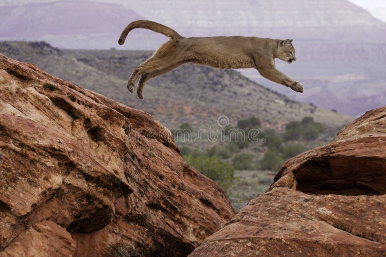 124 Mountain Lion Jumping Stock Photos - Free & Royalty-Free Stock ...