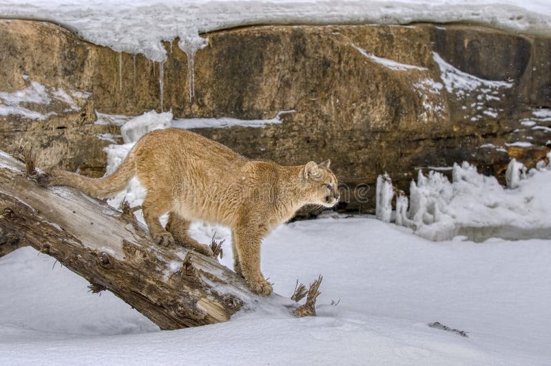 Mountain Lion in Light Snow Fall Stock Image - Image of concolor, lion ...