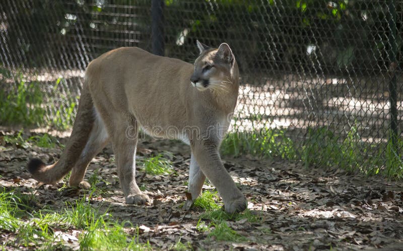 Lion pacing stock image. Image of lionhearted, wild, king - 27547647
