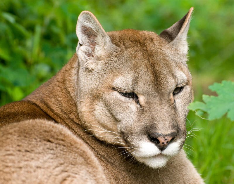 Mountain Lion or Puma stock image. Image of whiskers - 12057109