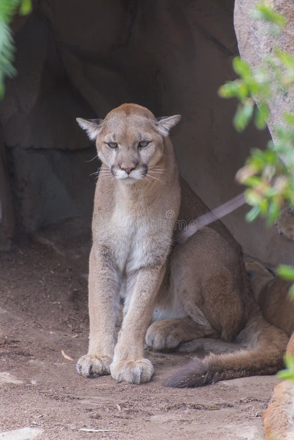 Mountain Lion (Puma Concolor) Stock Image - Image of catamount, lion ...