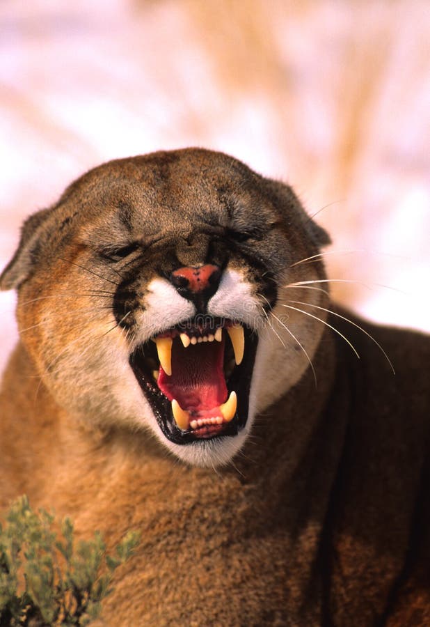 Mountain Lion Snarling stock image. Image of puma, wild - 15849545