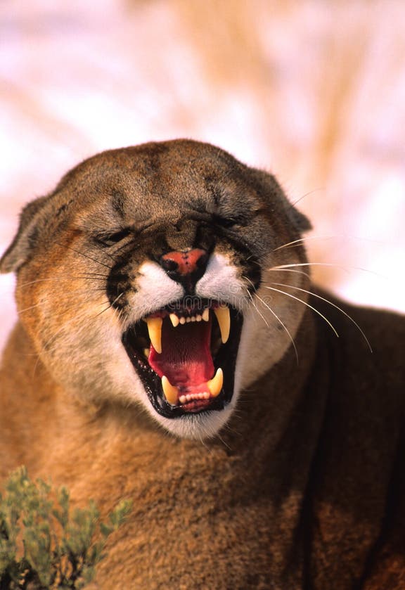 Mountain Lion Snarling stock image. Image of puma, wild - 15849545