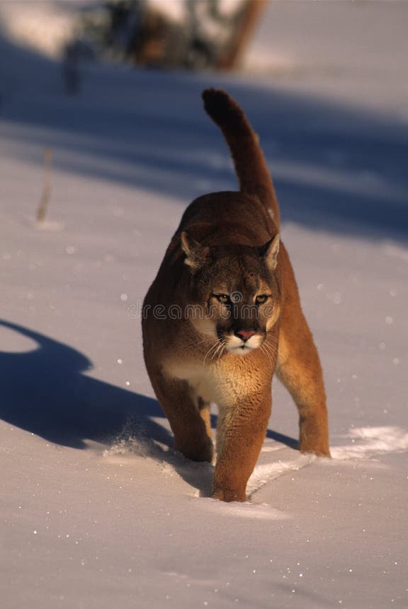 Mountain Lion in Snow stock photo. Image of mountain, predator - 9769560