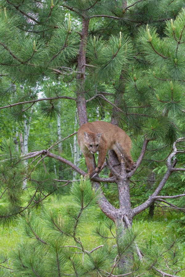 Mountain Lion in Tree for Safety Stock Photo - Image of plants, angry ...