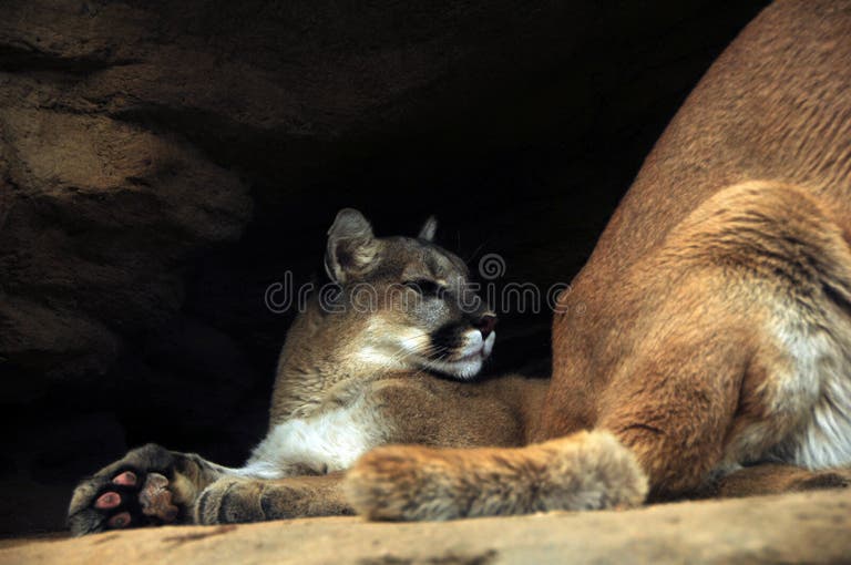 5,896 Mountain Lions Clipart Stock Photos - Free & Royalty-Free Stock ...