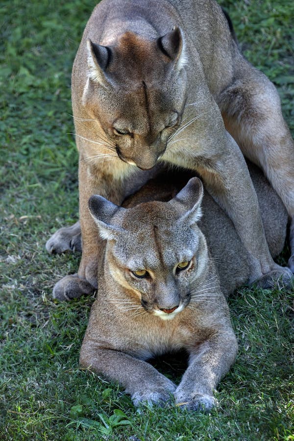 Mountain lions copulating stock photo. Image of felis - 74286506