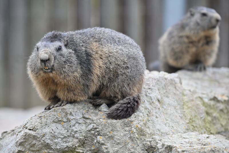 Mountain Marmot Portrait Animals Zoo Stock Photo - Image of habitat ...