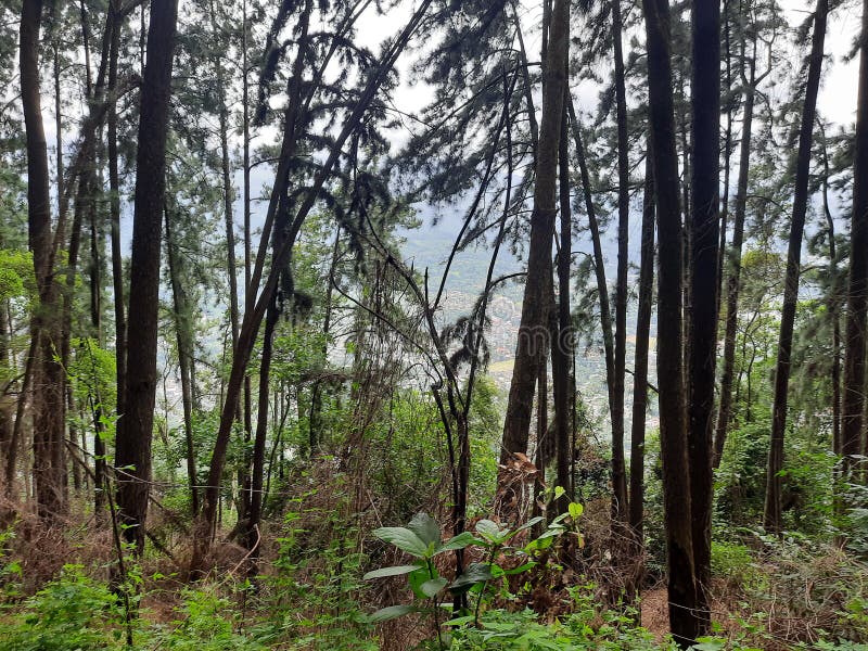 Matale Finance Tree Stock Photos - Free & Royalty-Free Stock Photos ...