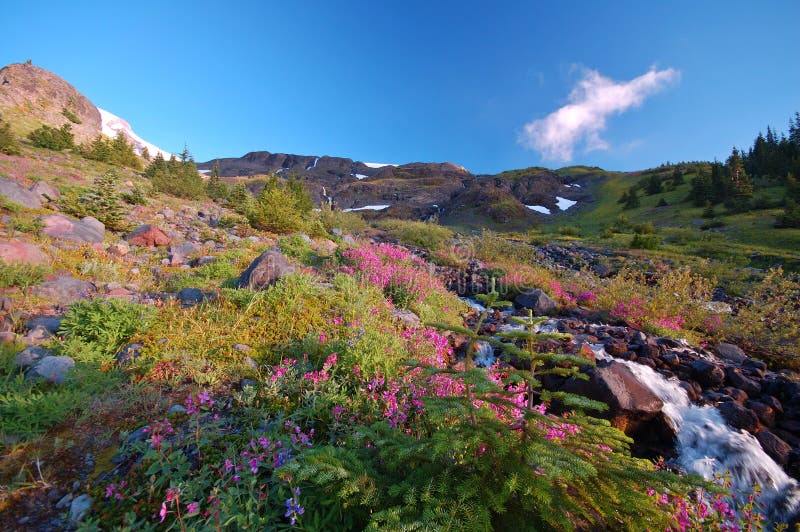 Mountain meadow stock image. Image of flowing, north, meadow - 1134725