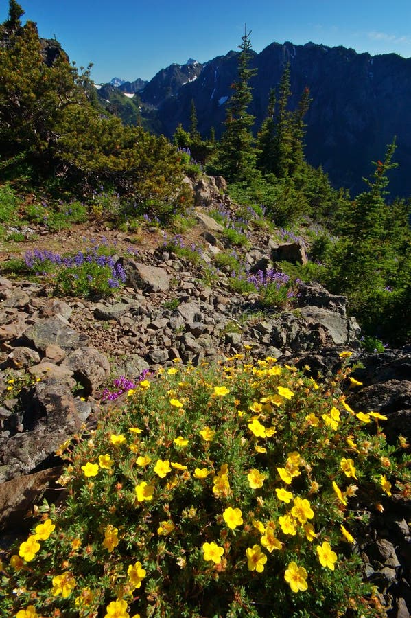 Mountain meadow stock image. Image of flowing, north, meadow - 1134725