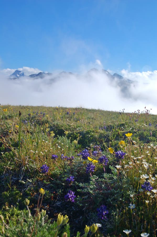 Mountain meadow stock image. Image of flowing, north, meadow - 1134725
