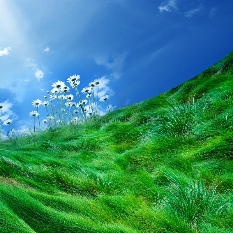 Mountain meadow stock photo. Image of field, landscape - 13846352