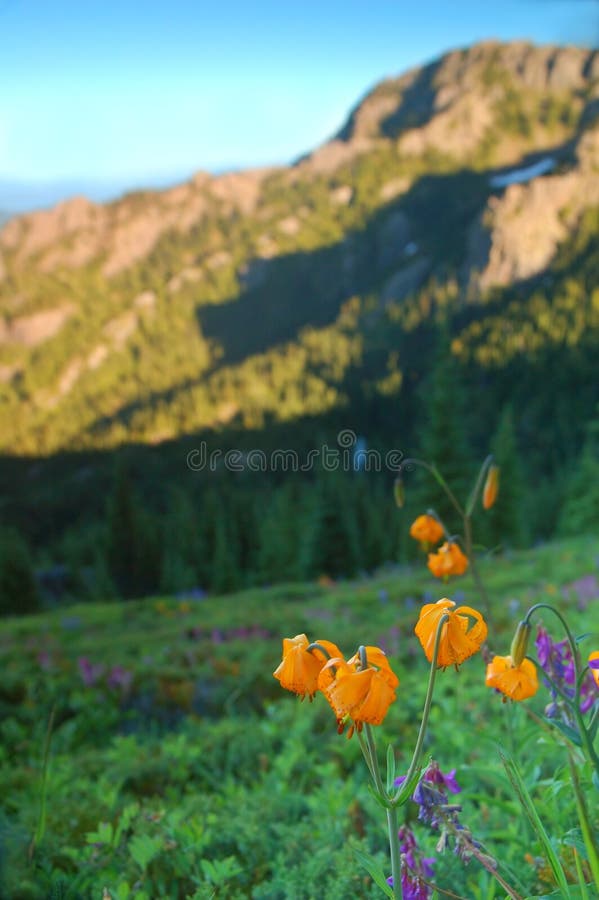 Mountain meadow stock image. Image of flowing, north, meadow - 1134725