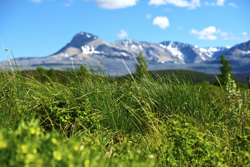 Mountain Meadow stock photo. Image of specie, closeup - 27877868