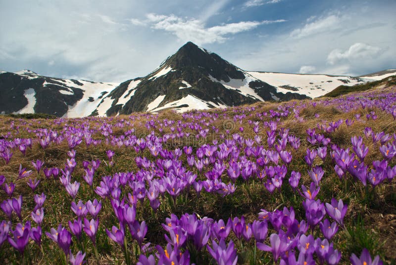 Mountain Meadow with Crocus Stock Photo - Image of hill, rila: 44453430