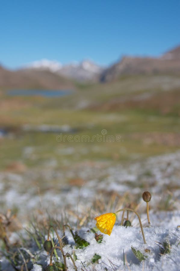 Mountain Meadow in the Morning after Heavy Snow 2 Stock Image - Image ...