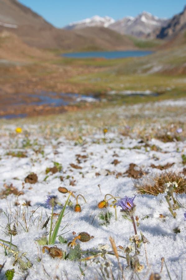Mountain Meadow in the Morning after Heavy Snow Stock Photo - Image of ...