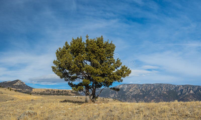 Mountain Meadow Pine Tree Wilderness Cody Stock Image - Image of pinus ...