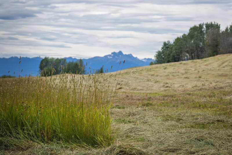 Summer Mowing - Farming - Grass Cut Stock Image - Image of farming ...