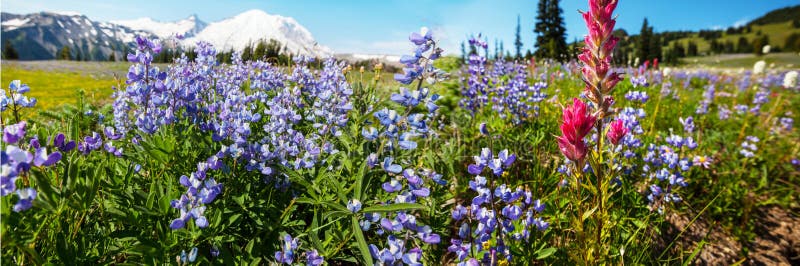 Mountain meadow stock photo. Image of spring, sunny, natural - 4312408