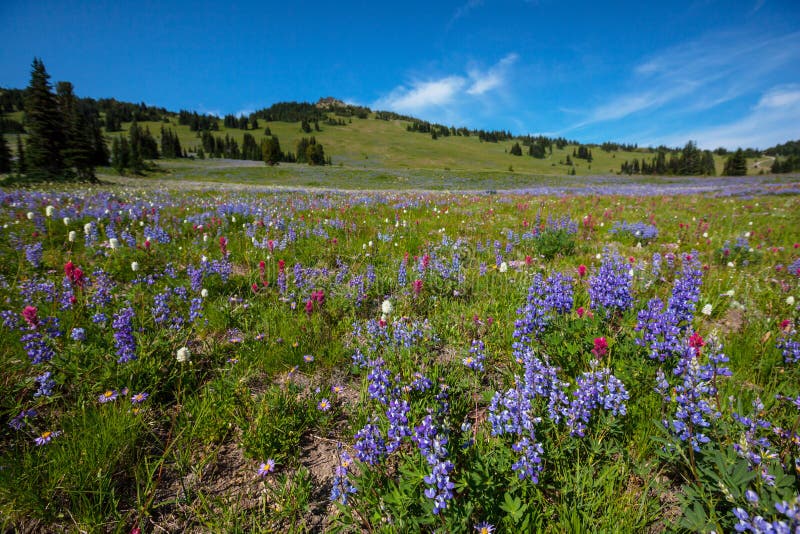 Mountain meadow stock photo. Image of spring, sunny, natural - 4312408