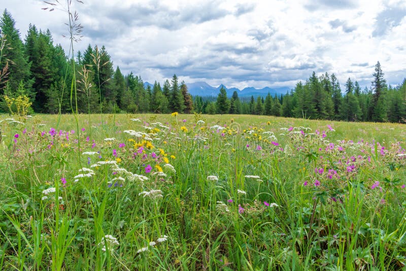 Mountain Meadow in Summertime Stock Image - Image of blooming, park ...