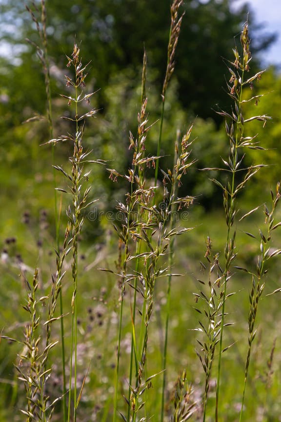 Mountain Melick Grass Blooming in the Wind Stock Image - Image of ...