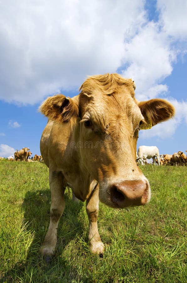 Mountain Milk Cows on Green Field Stock Image - Image of cattle ...