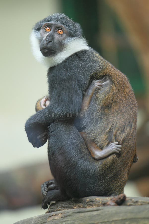 Mountain monkey stock photo. Image of adult, detail, hoest - 25798786