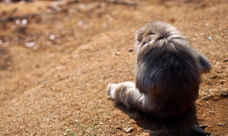 Monkey on His Back on Tree Top in the Middle of Vegetation Stock Photo ...
