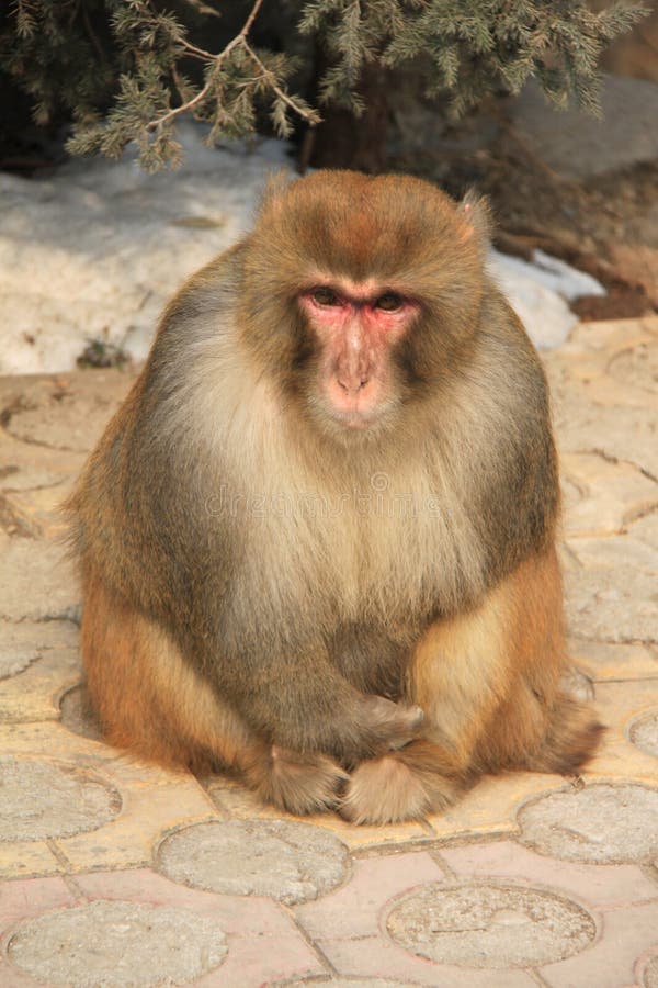 Mountain Monkey Feeling Cold Stock Photo - Image of waiting, wildlife ...