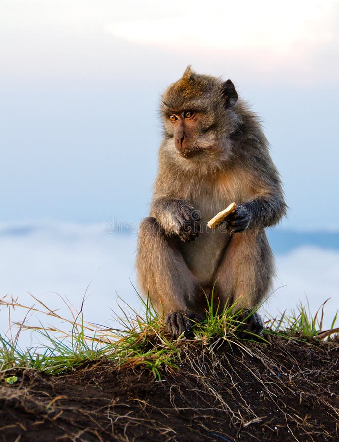 Mountain Monkey Sitting and Eating Biscuit Stock Photo - Image of ...