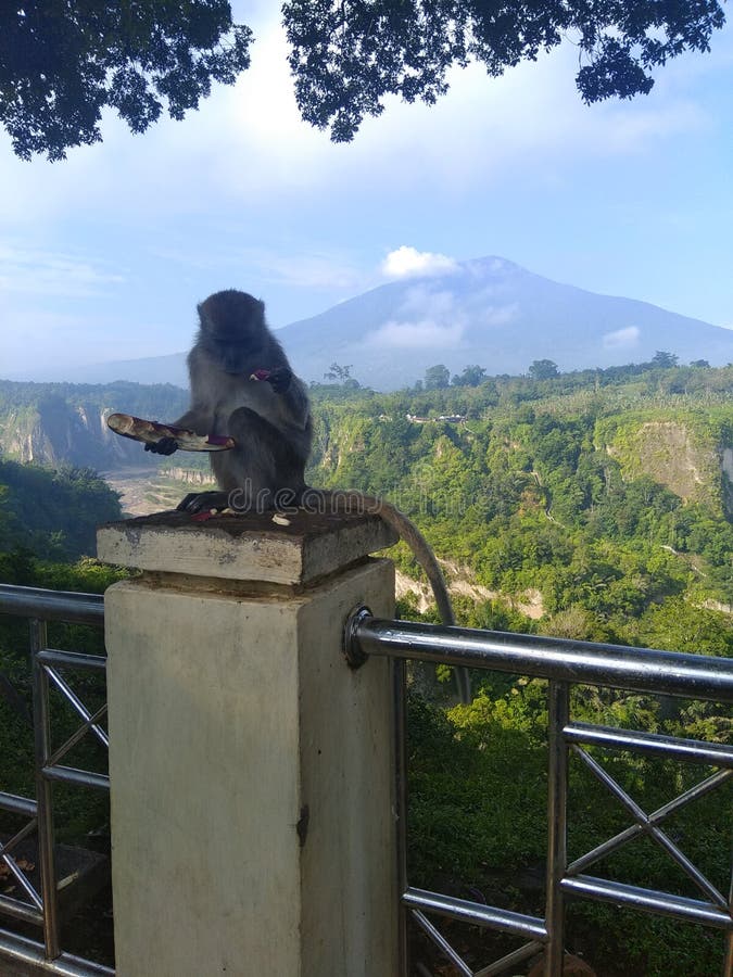 Mountain Monkey stock photo. Image of mountain, monkey - 261970206