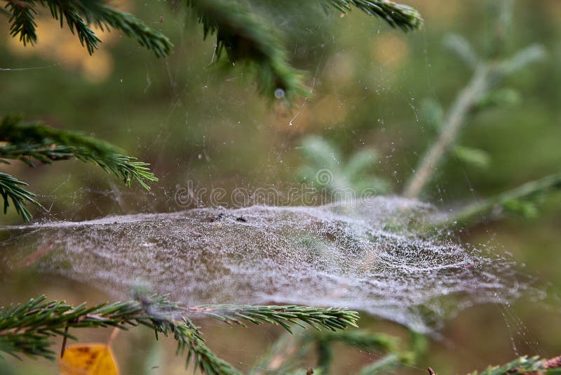 Beautiful Natural Web in Russia Stock Image - Image of rocks, cloud ...